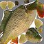 3D European Carp Animation - TurboSquid 1327226