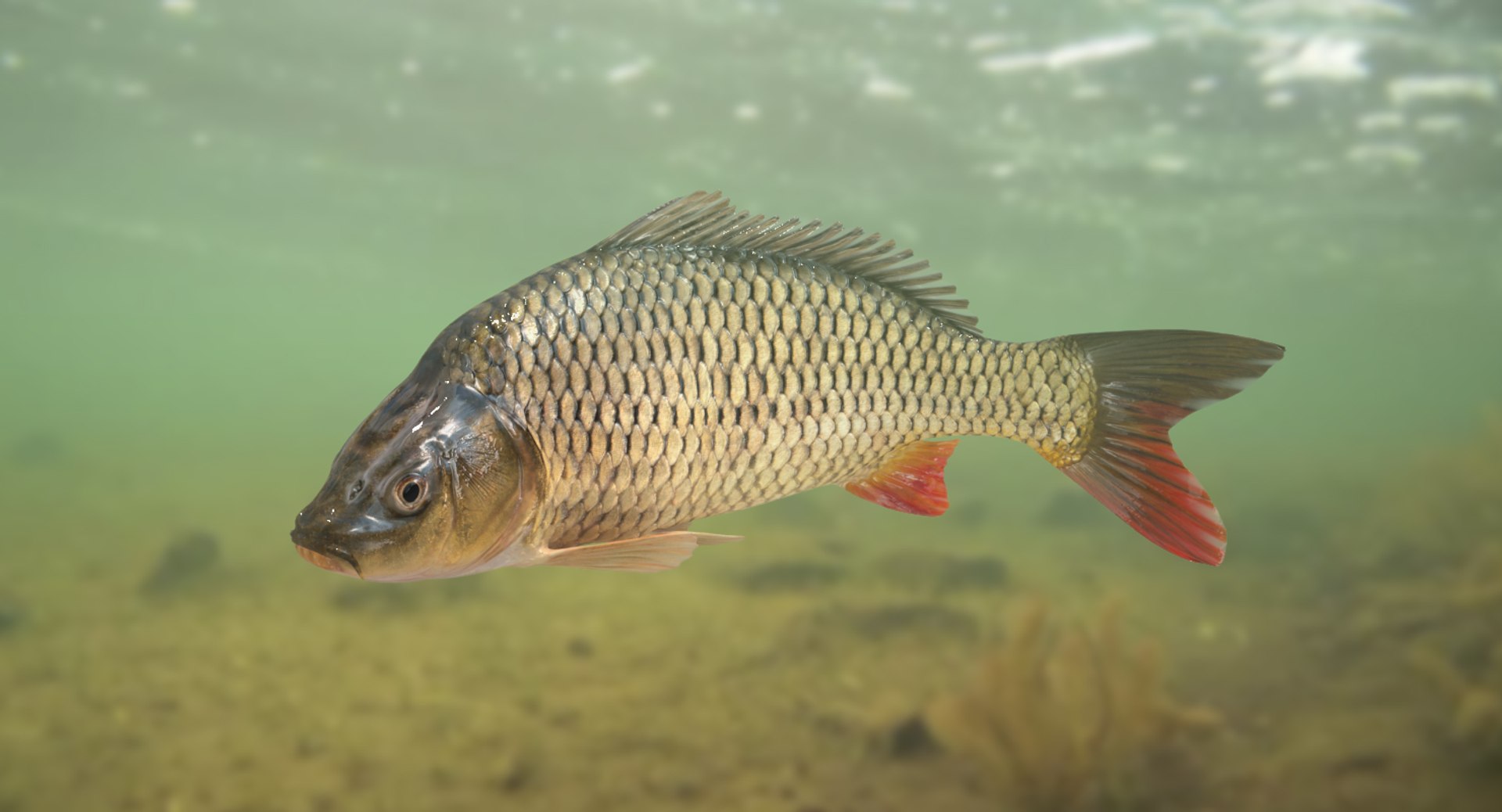 3D European Carp Animation - TurboSquid 1327226