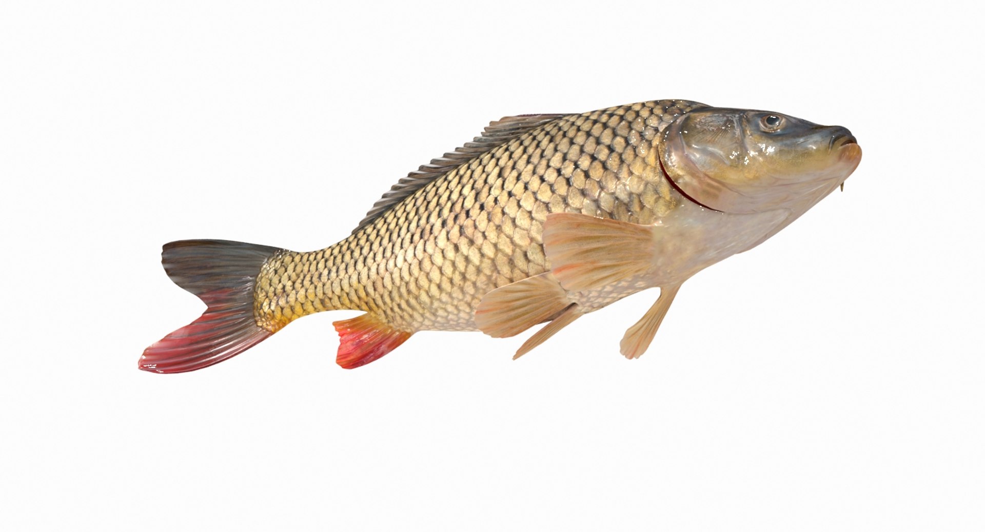3D European Carp Animation - TurboSquid 1327226