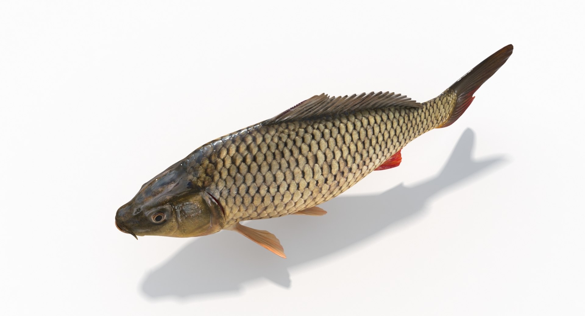 3D European Carp Animation - TurboSquid 1327226