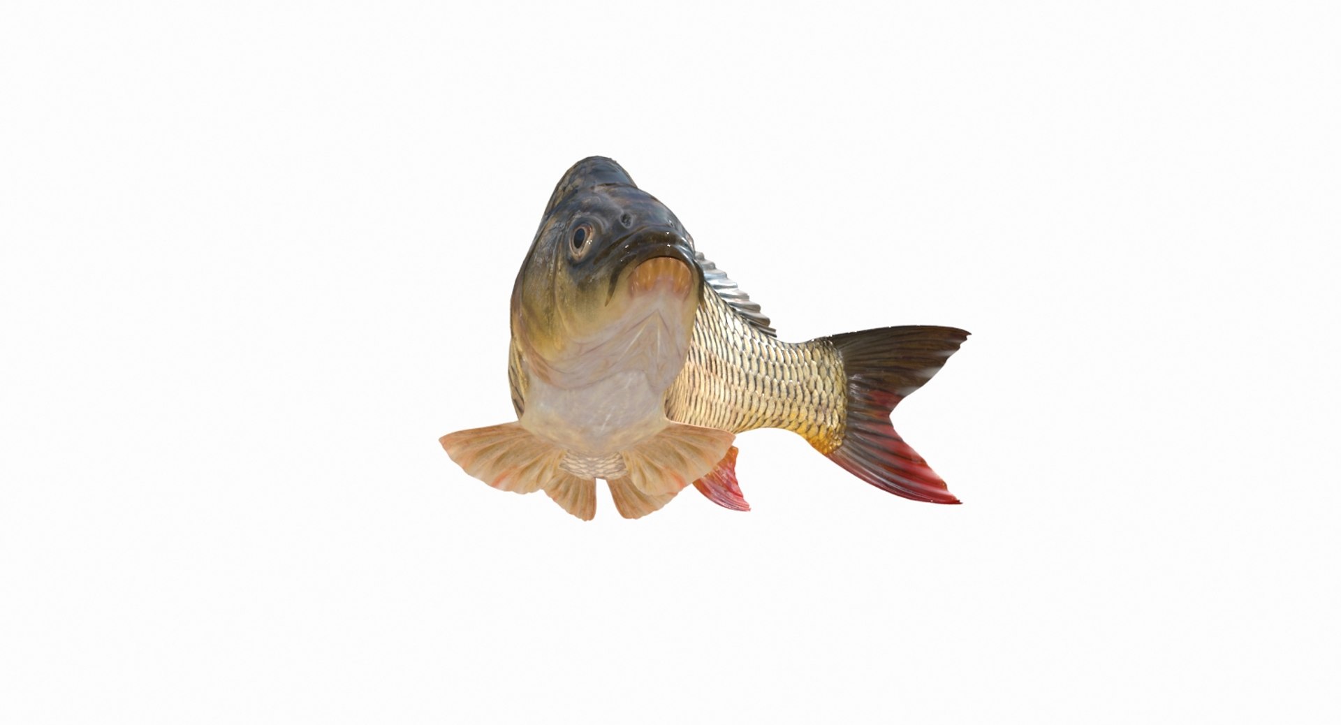 3D European Carp Animation - TurboSquid 1327226