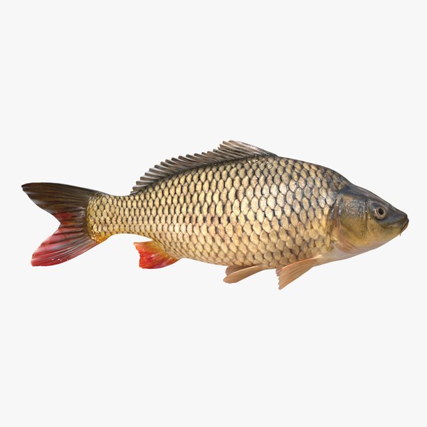 3D european carp animation - TurboSquid 1327226