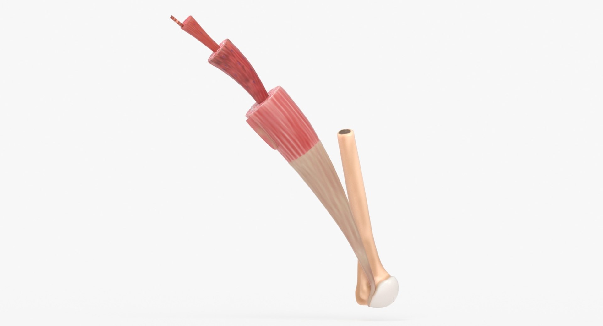 3D muscle fibre - TurboSquid 1365148