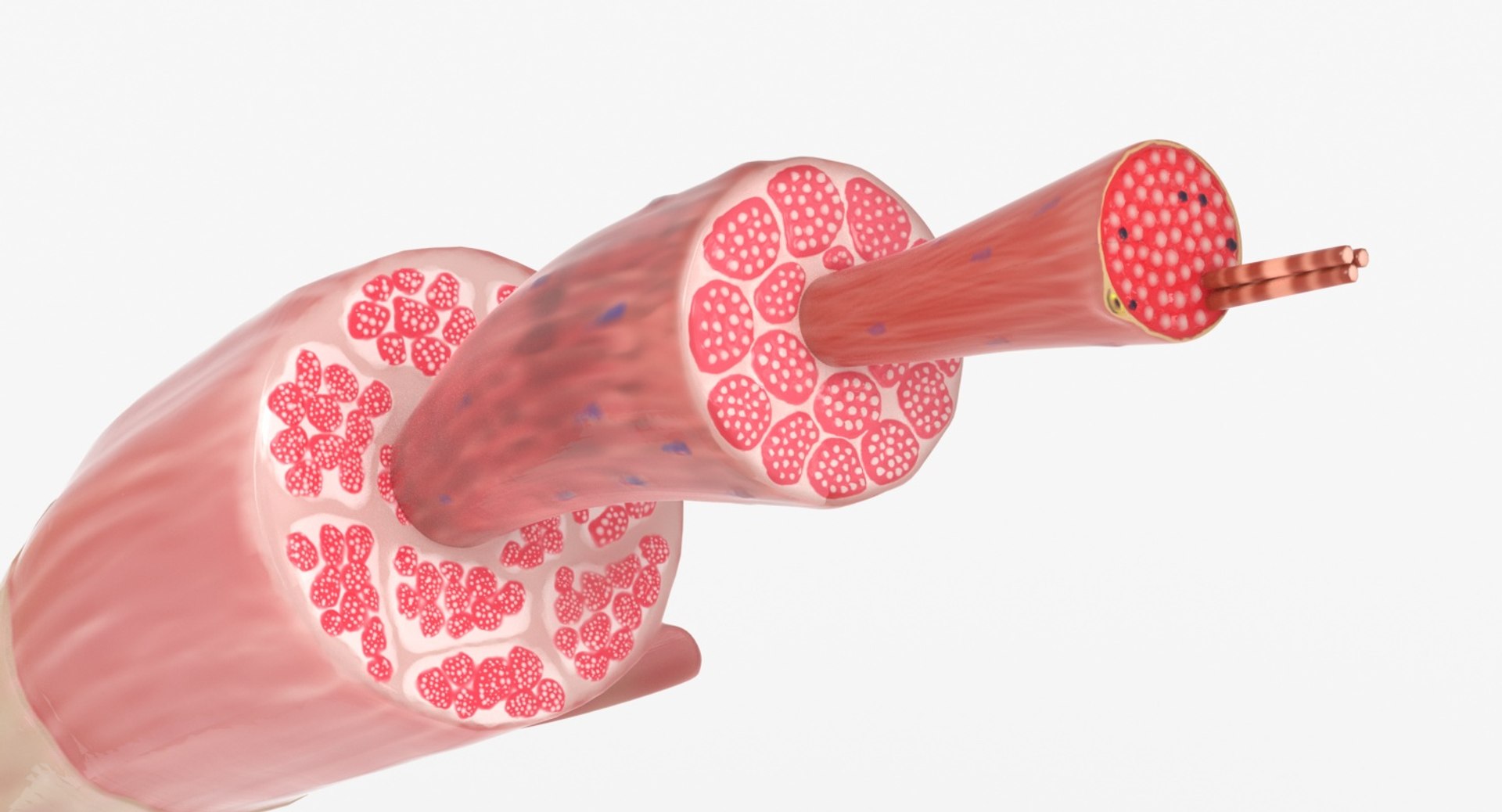 3D muscle fibre - TurboSquid 1365148