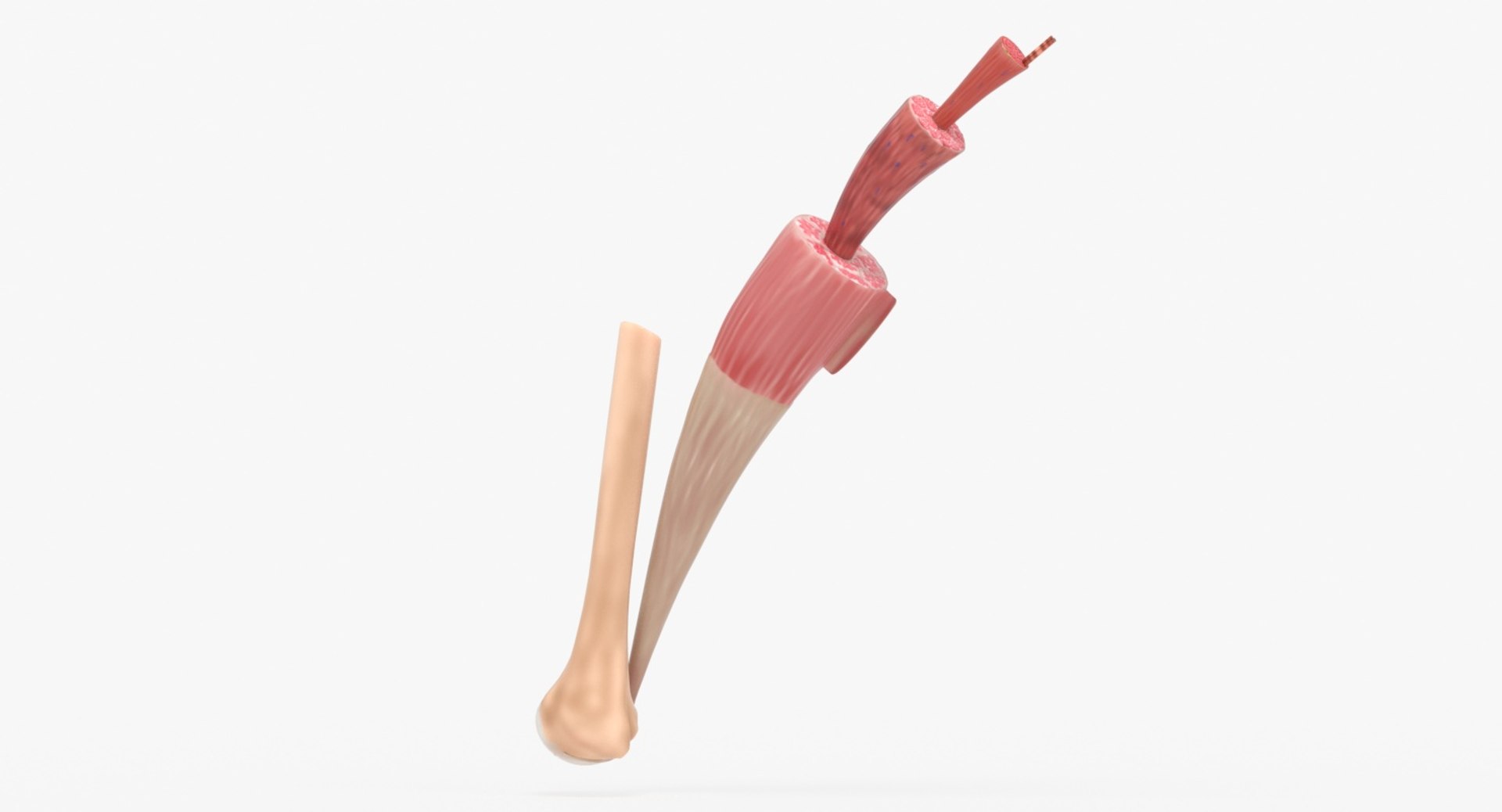 3D muscle fibre - TurboSquid 1365148