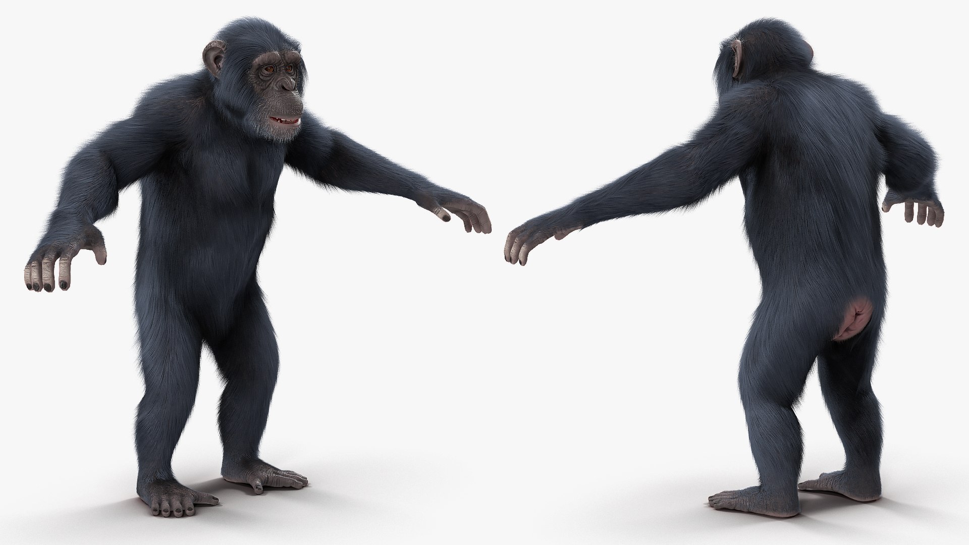 3D Chimpanzee Walking Animal Dark - TurboSquid 1436551