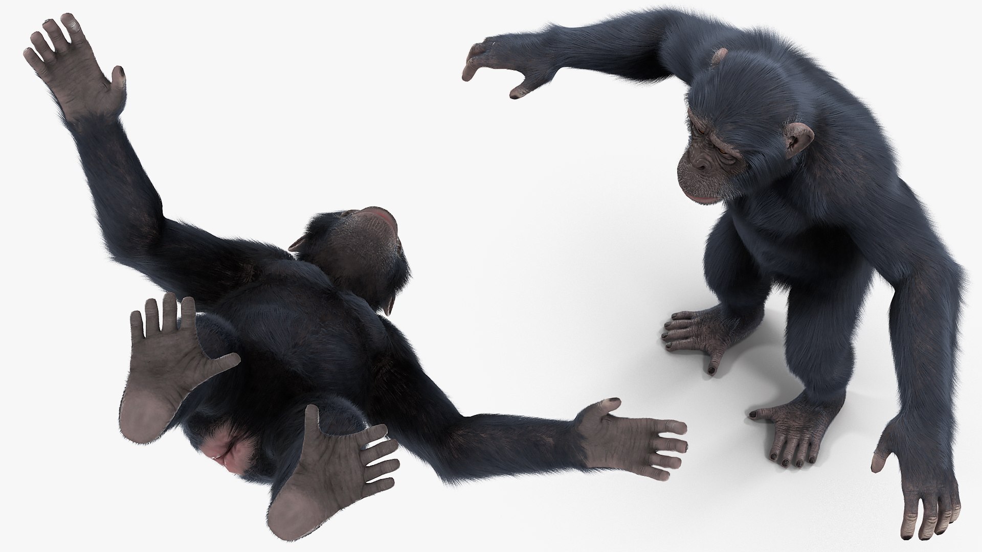 3D Chimpanzee Walking Animal Dark - TurboSquid 1436551