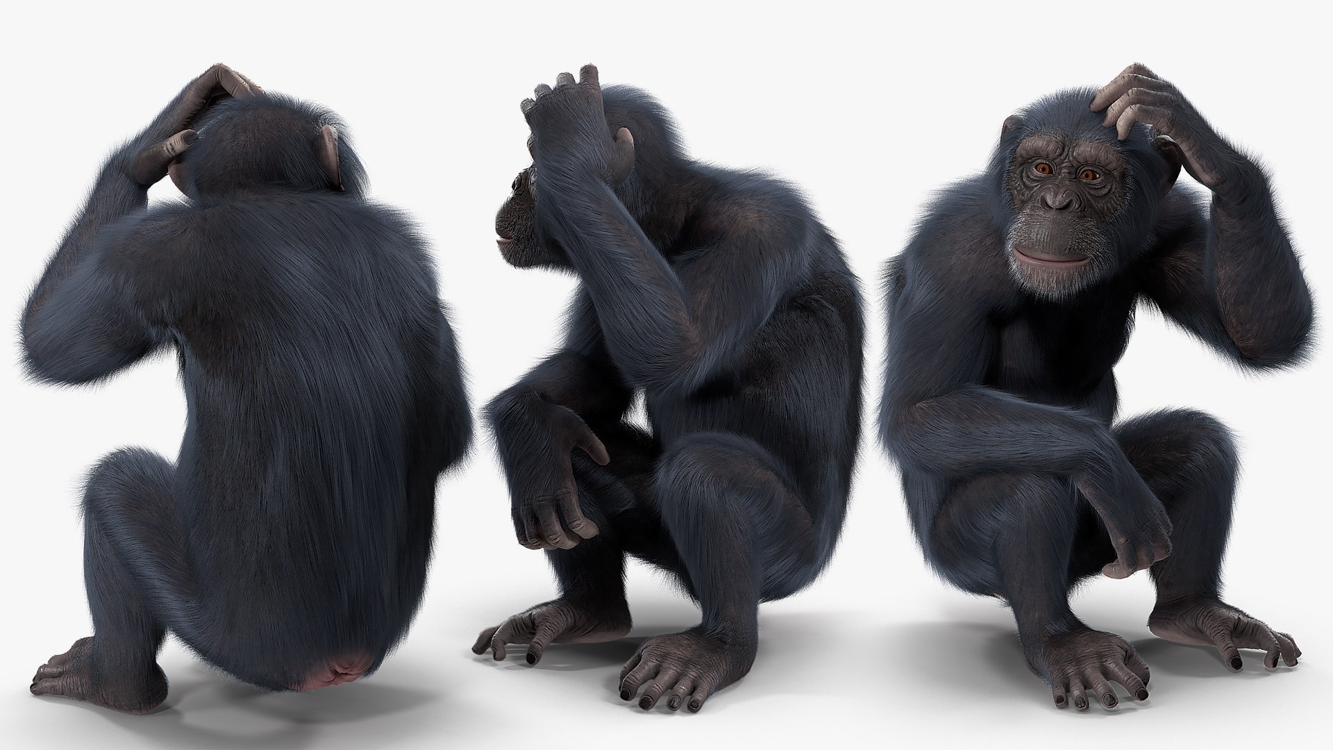 3D Chimpanzee Walking Animal Dark - TurboSquid 1436551