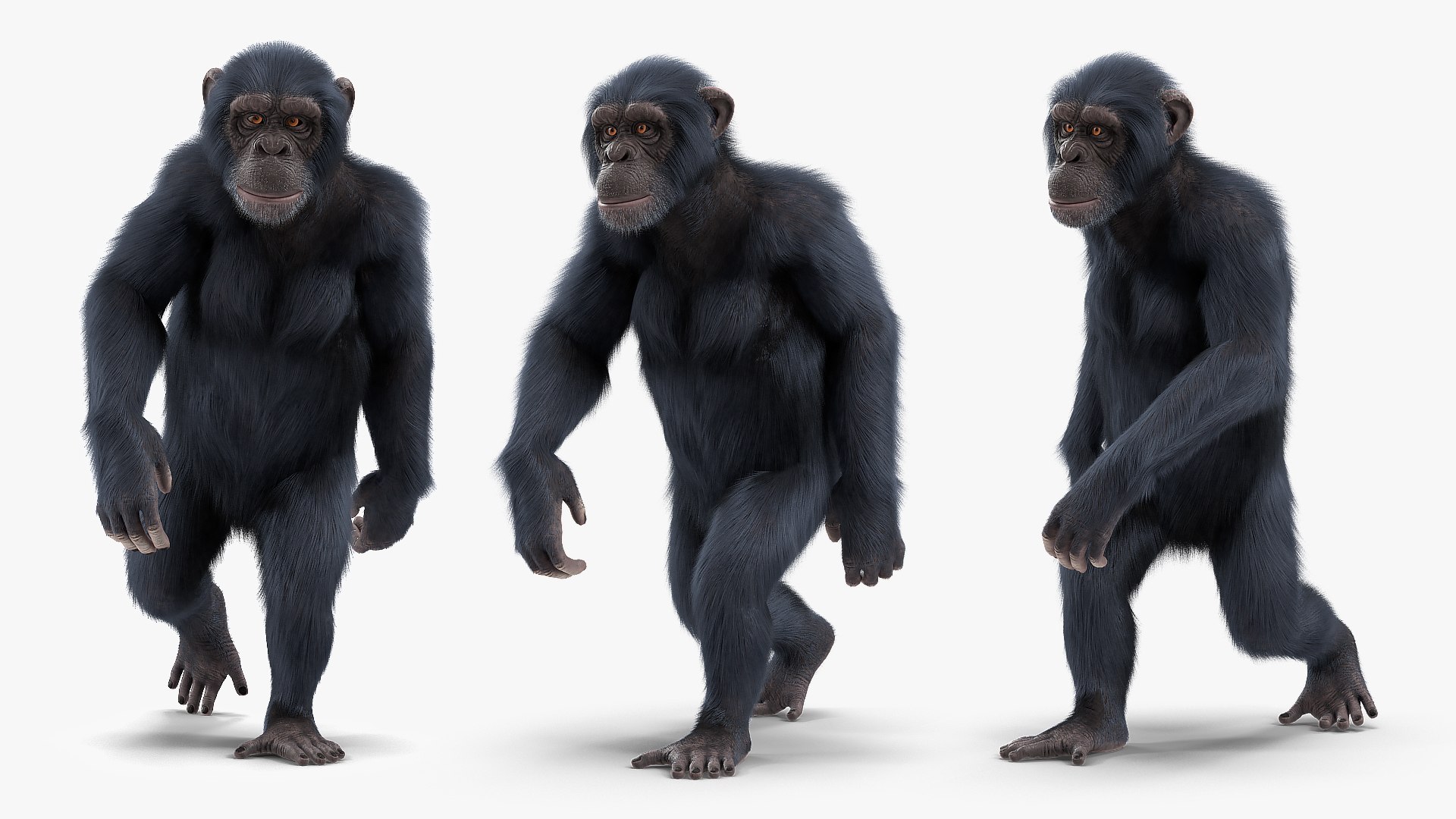3D Chimpanzee Walking Animal Dark - TurboSquid 1436551