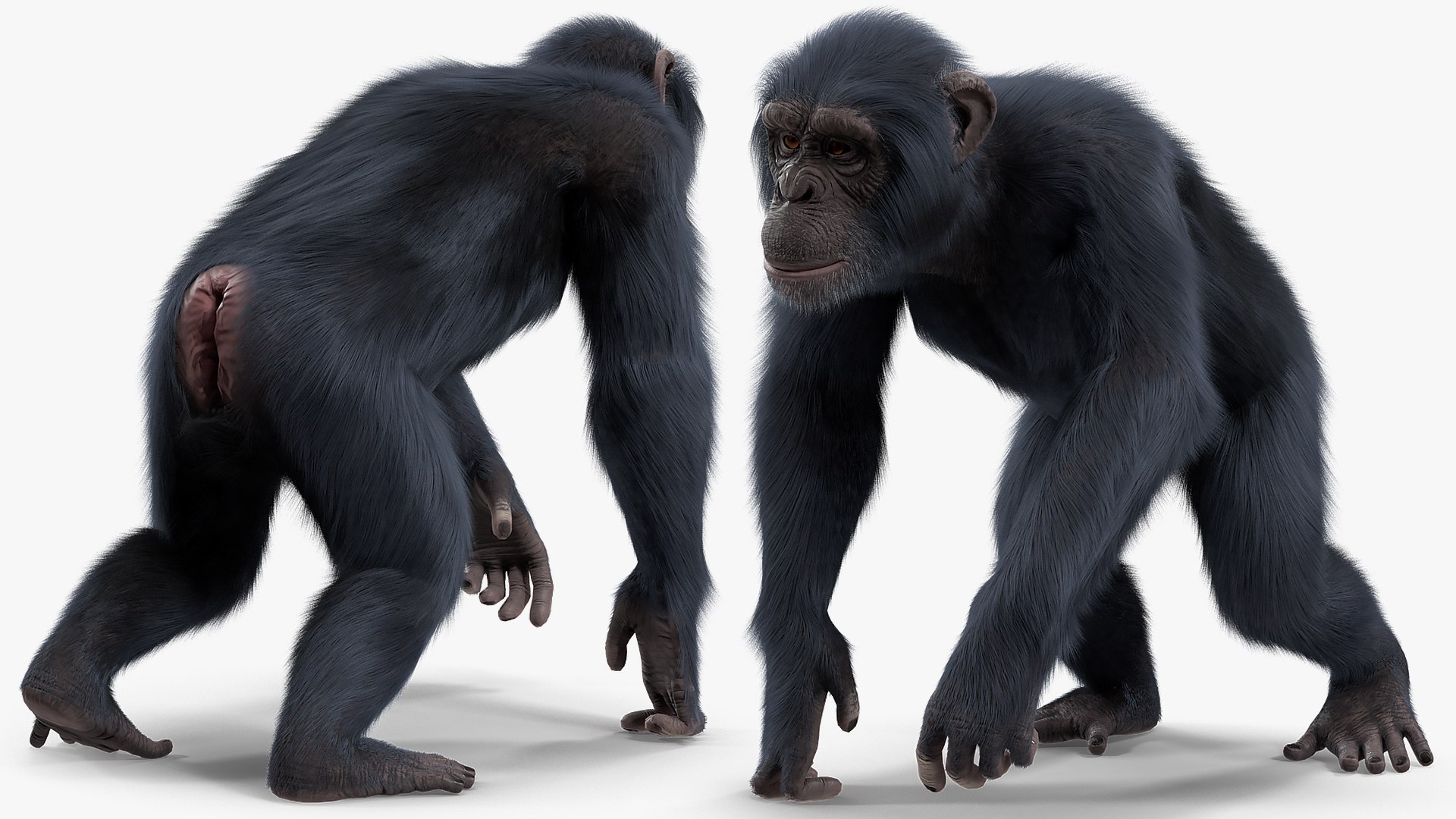 3D Chimpanzee Walking Animal Dark - TurboSquid 1436551