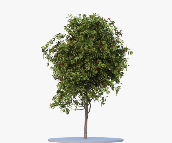 Ash Tree 3D Models for Download | TurboSquid