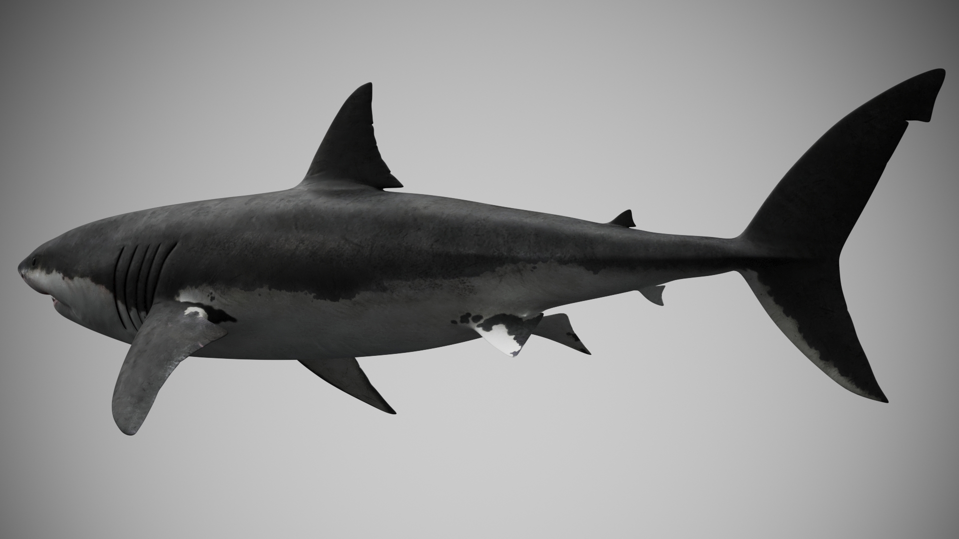 Great White Shark 3D model - TurboSquid 1717534