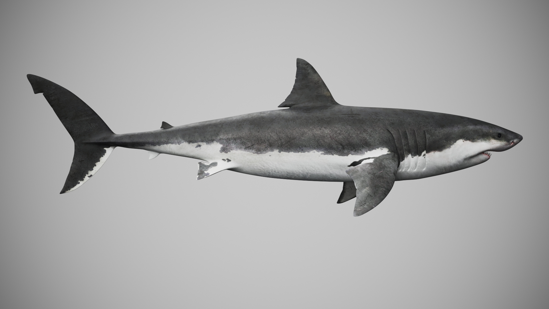 Great White Shark 3D Model - TurboSquid 1717534