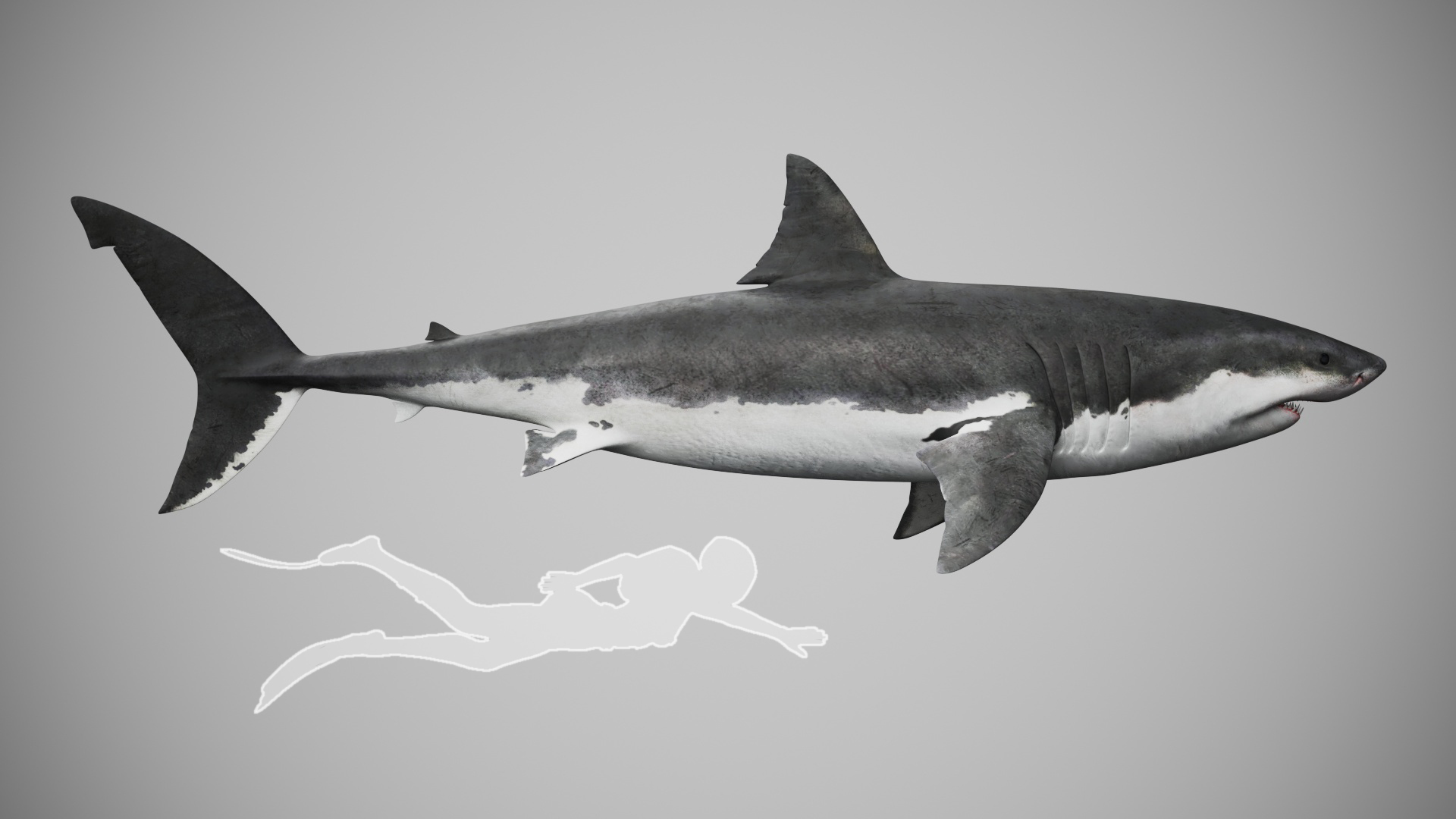Great White Shark 3D model - TurboSquid 1717534