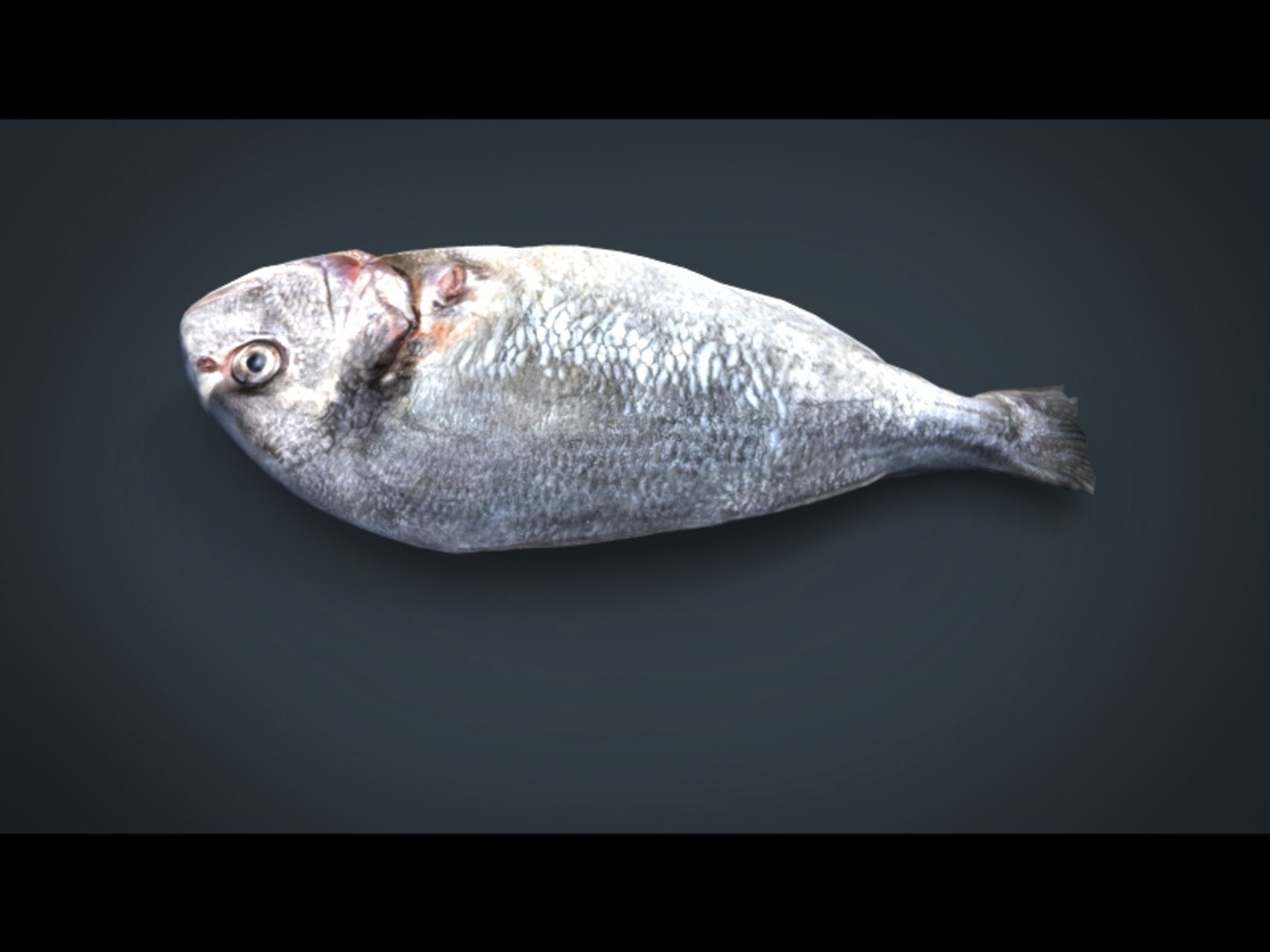 3D Gilt-head Bream Model - TurboSquid 1343600