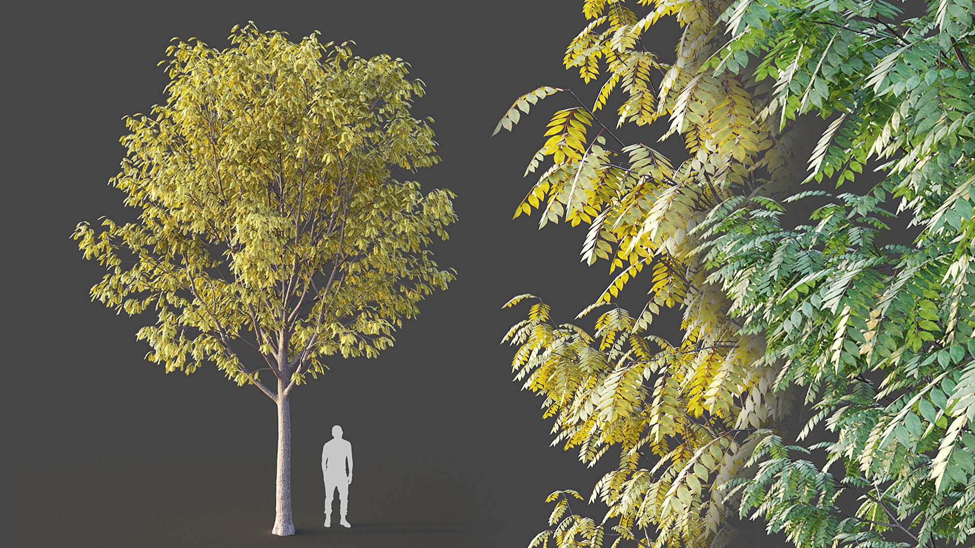 Ash Tree 3D Model - TurboSquid 1961794