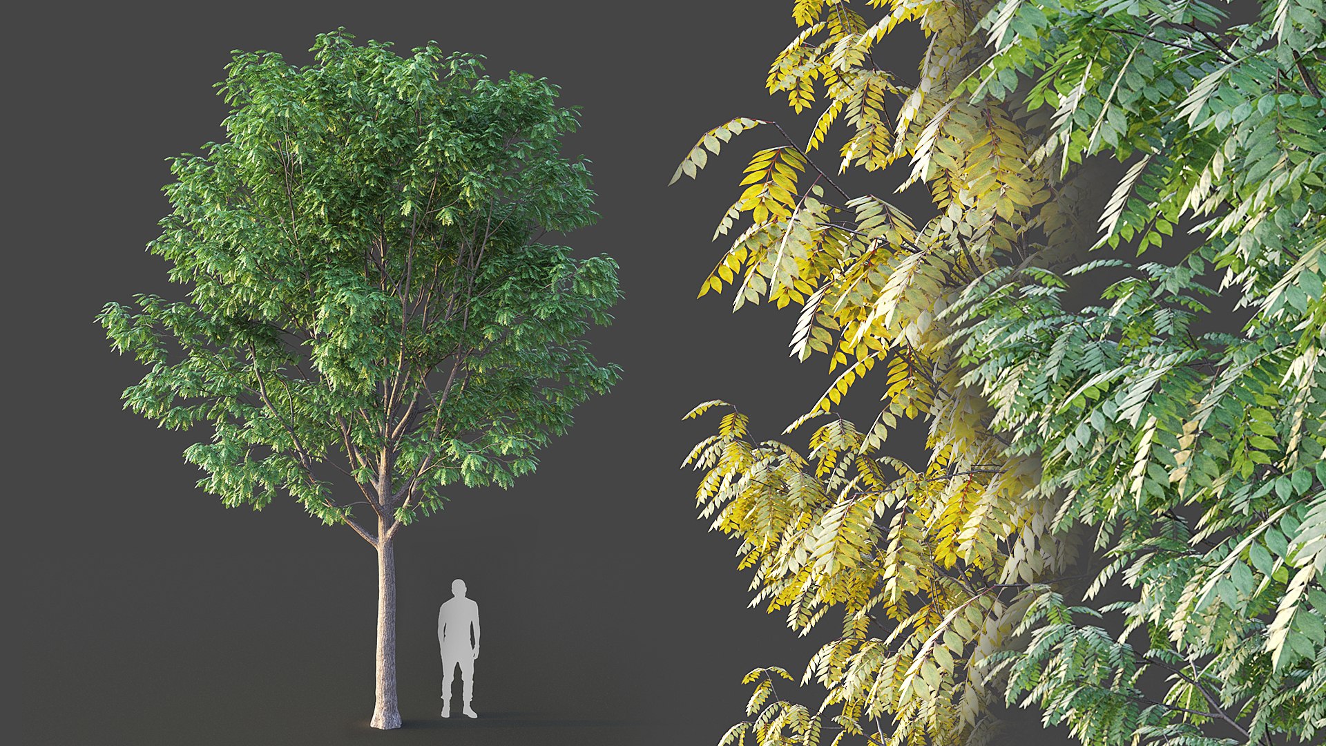 Ash Tree 3D Model - TurboSquid 1961794