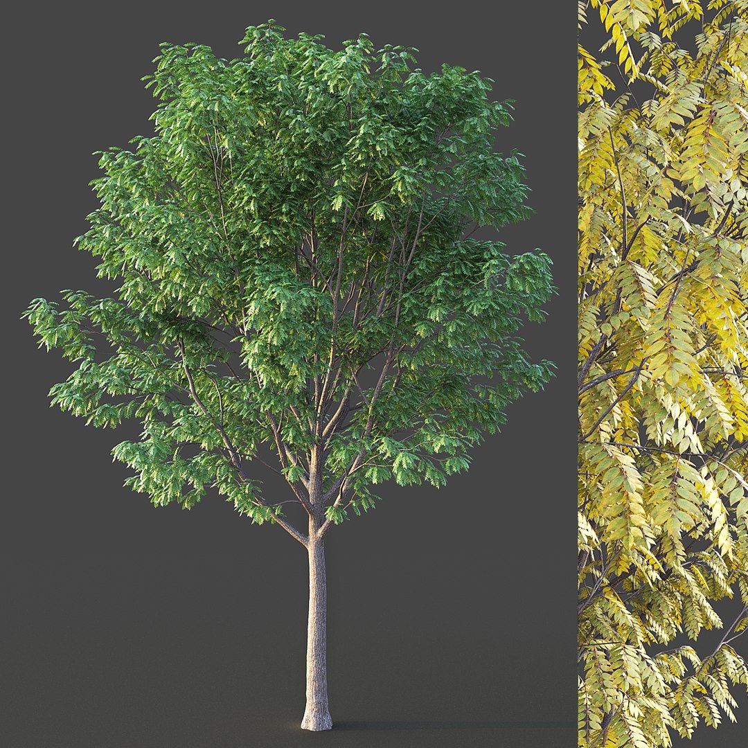 Ash Tree 3D Model - TurboSquid 1961794