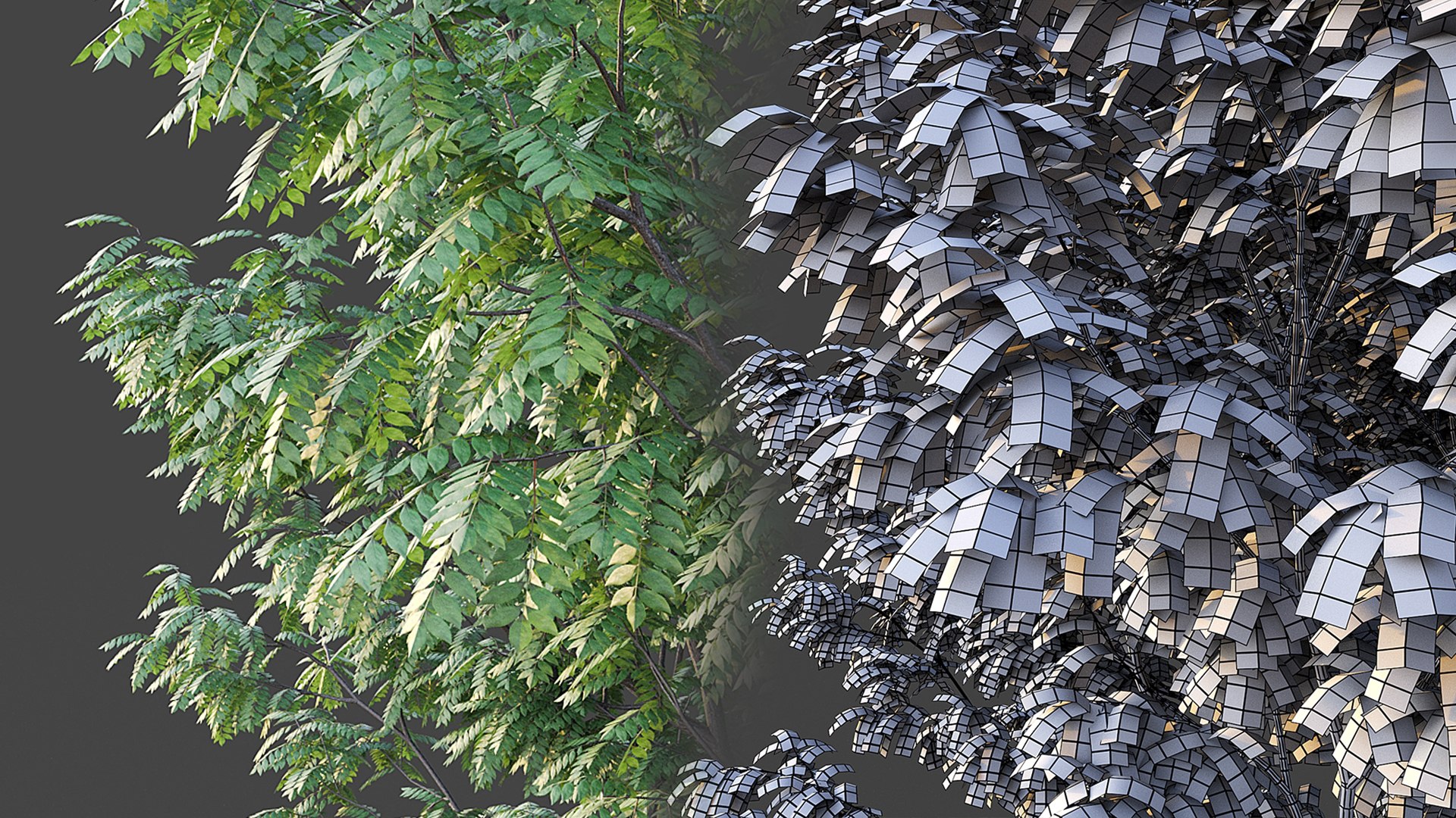 Ash Tree 3D Model - TurboSquid 1961794