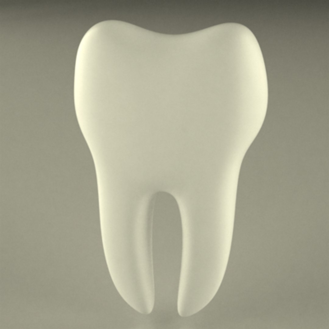3d Human Tooth Model