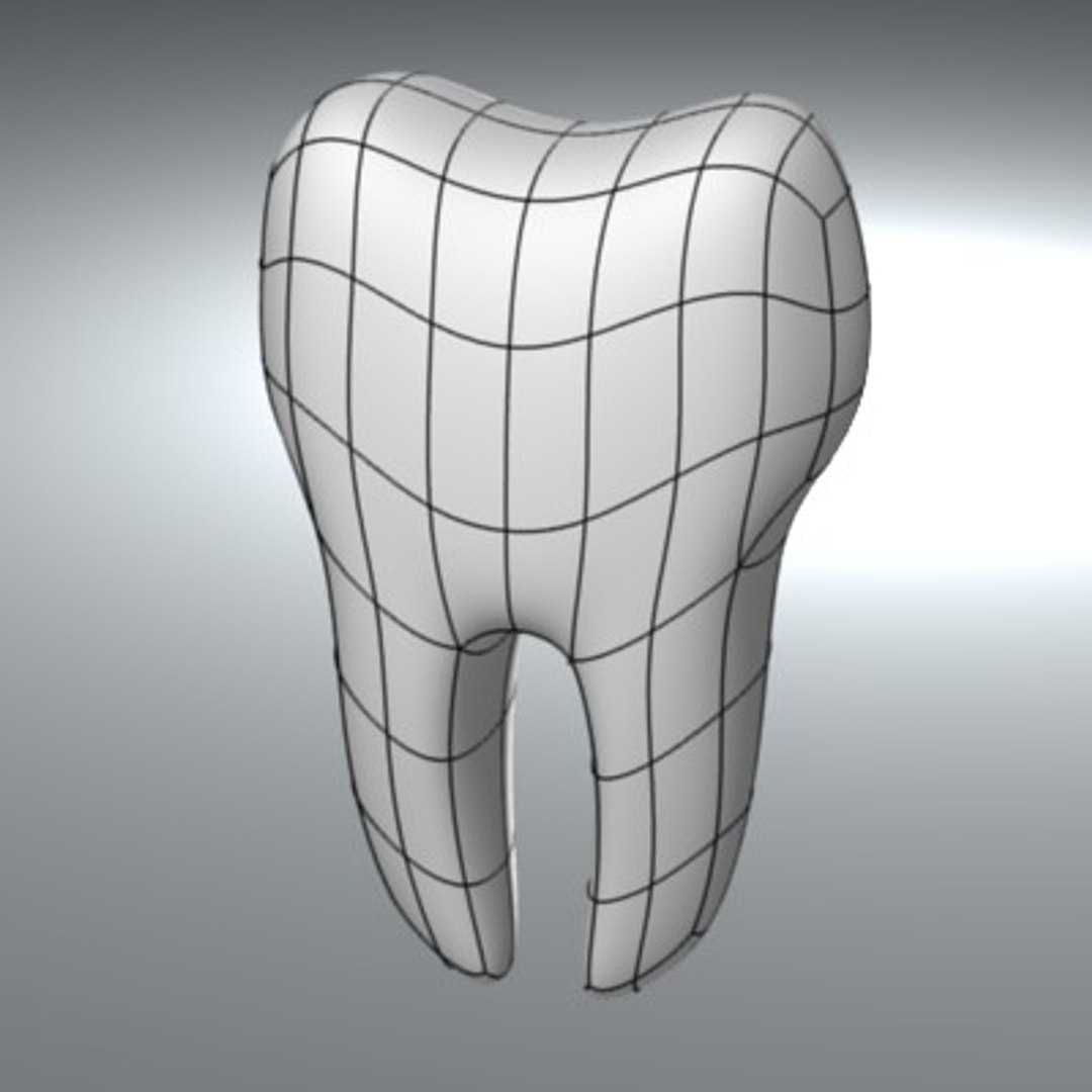 3d Human Tooth Model