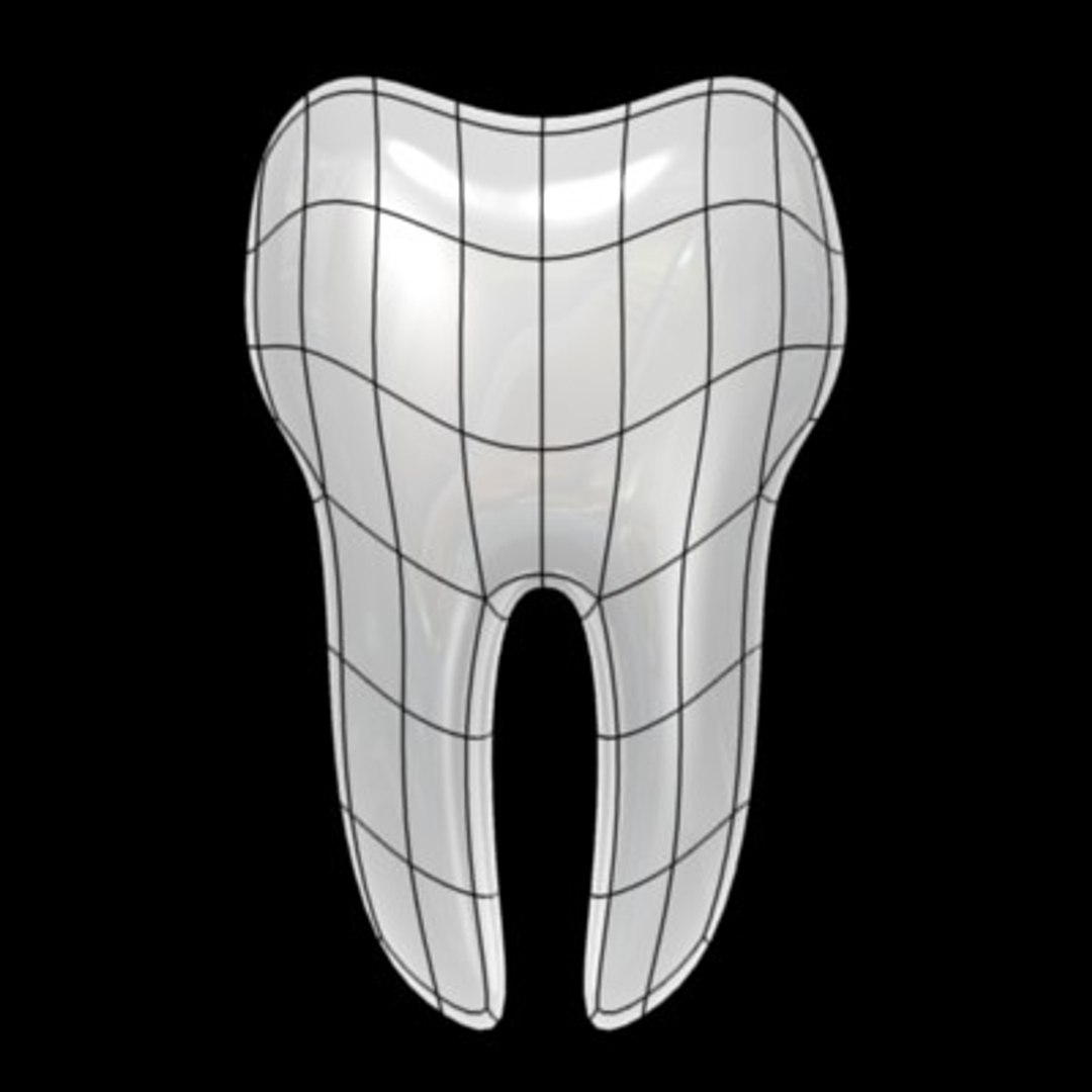 3d Human Tooth Model