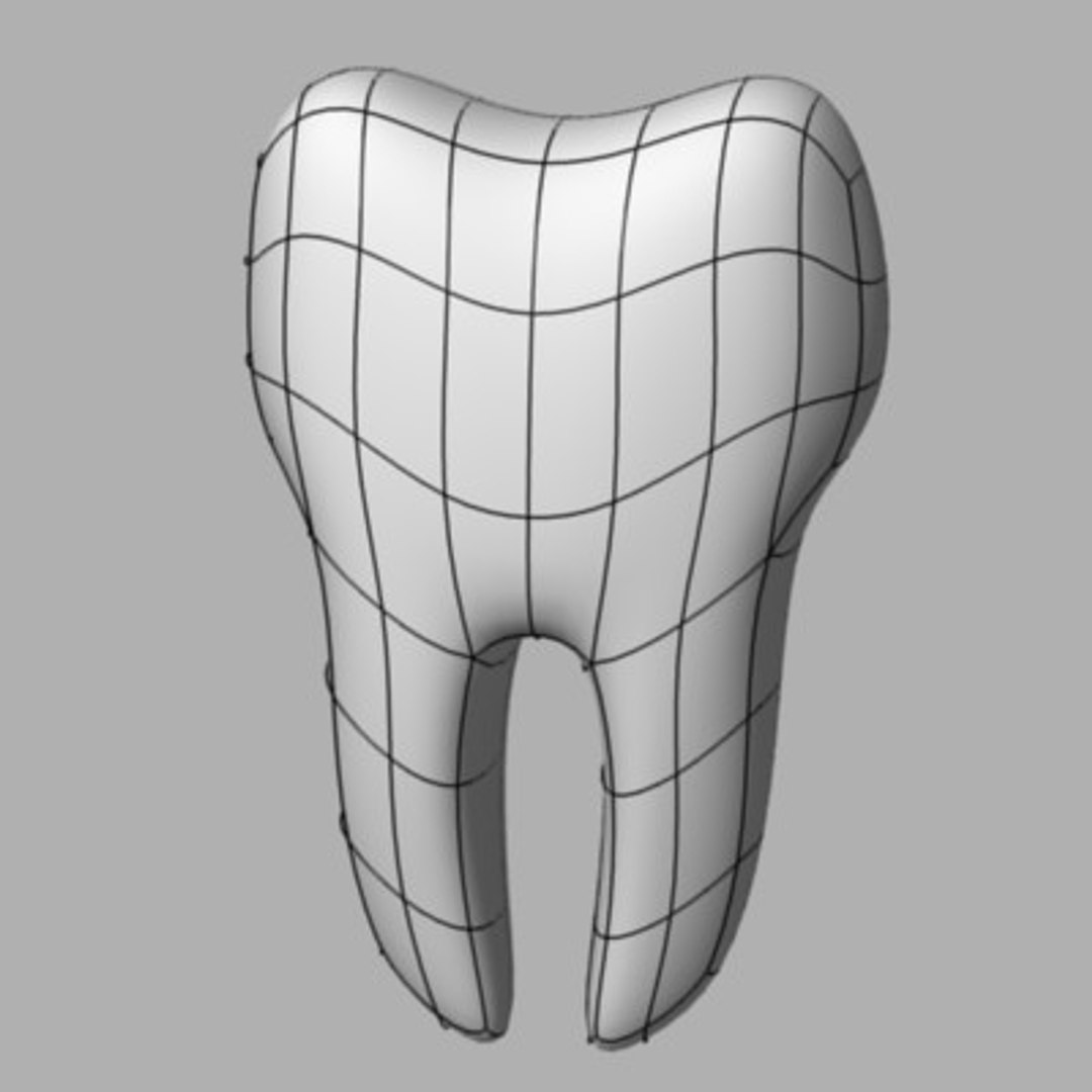 3d Human Tooth Model