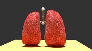 Gross Anatomy 3D Models for Download | TurboSquid