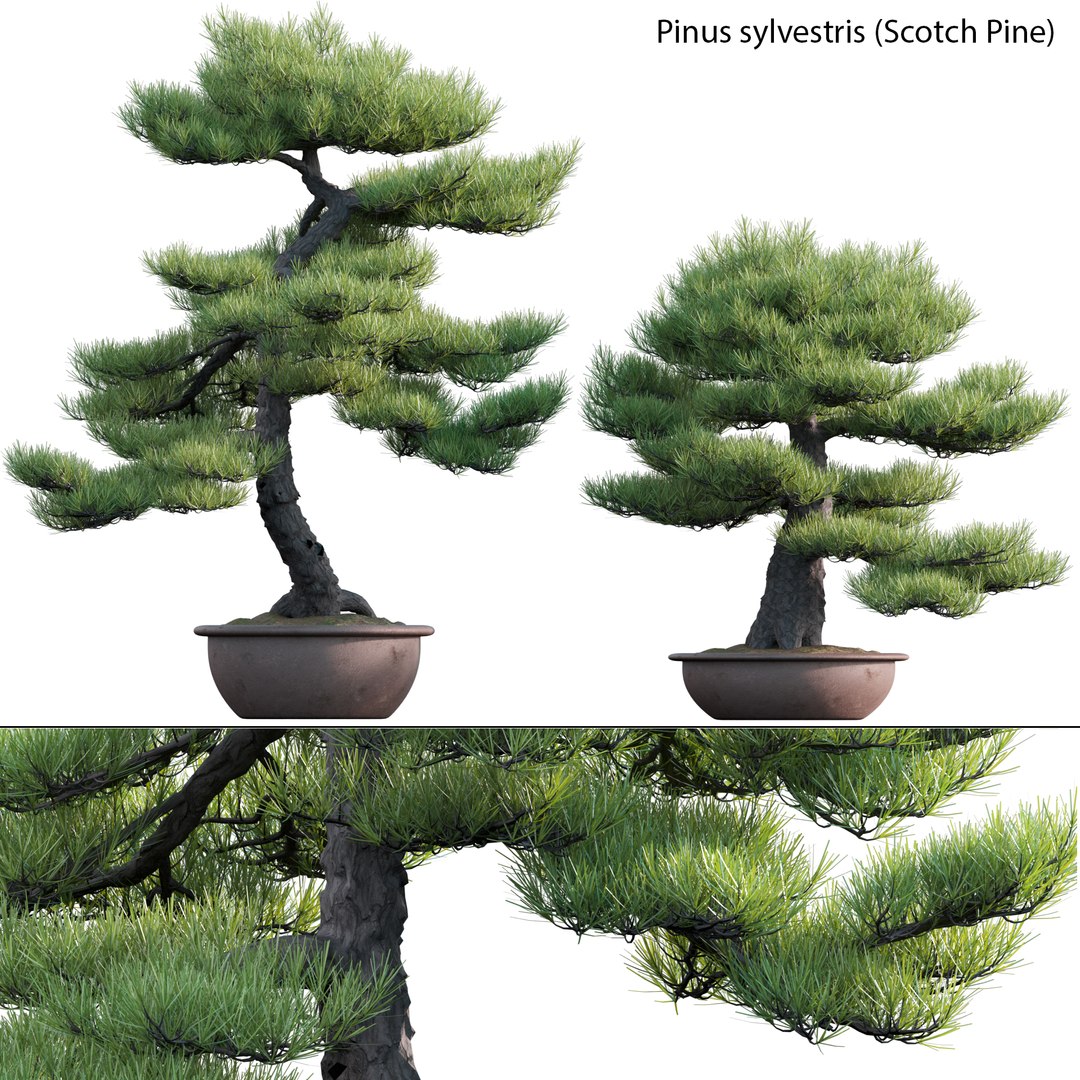 3D Pinus Sylvestris - Scotch Pine - 02 - TurboSquid 1944100