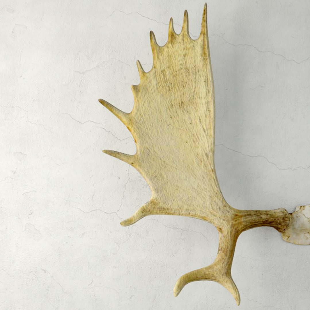 Moose Antler Rack Mount 3D - TurboSquid 1282692