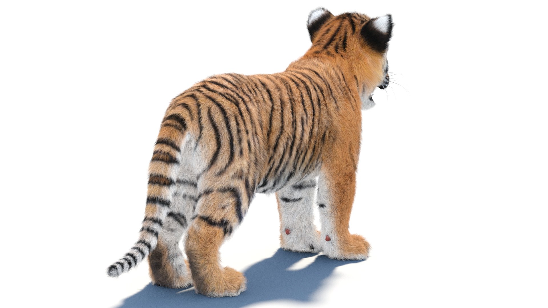 Tiger Cub 3D Model Fur 3D Model - TurboSquid 2341772