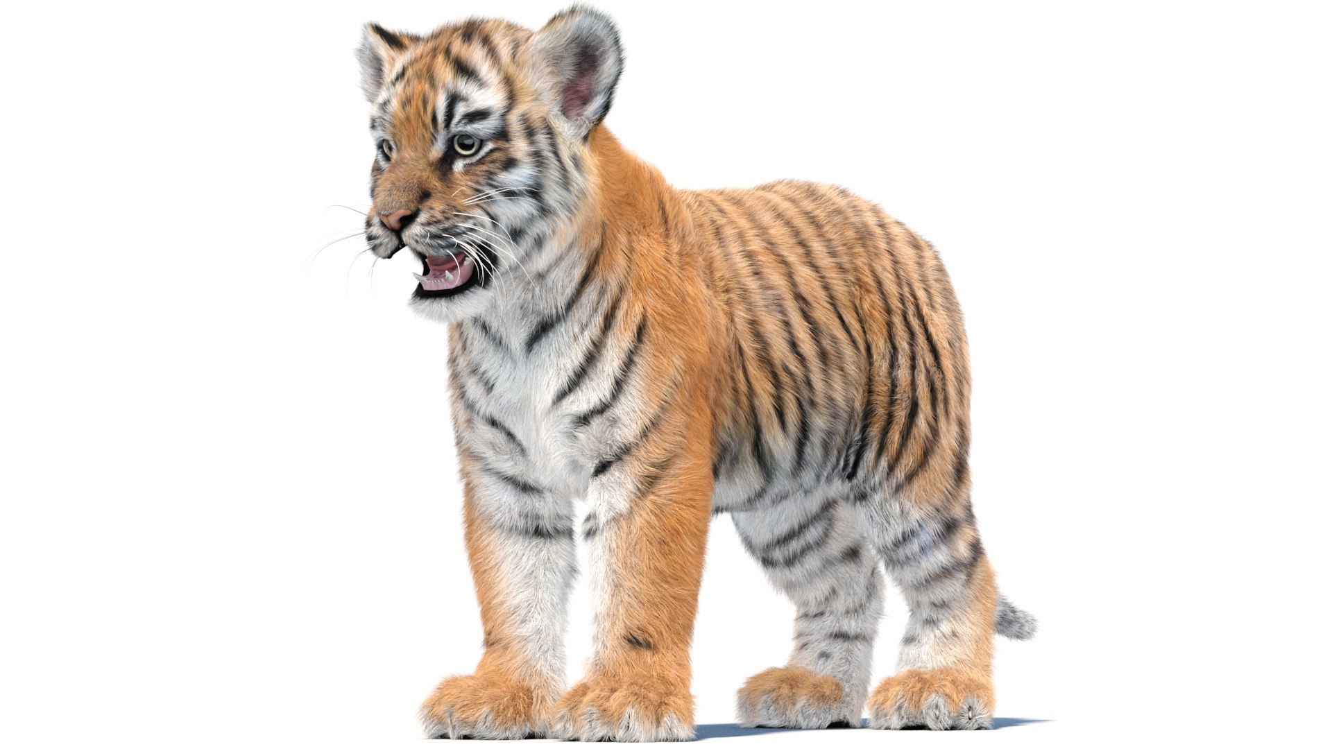 Tiger Cub 3D Model Fur 3D Model - TurboSquid 2341772