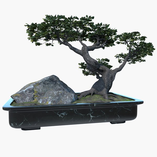 3D Bonsai Models | TurboSquid