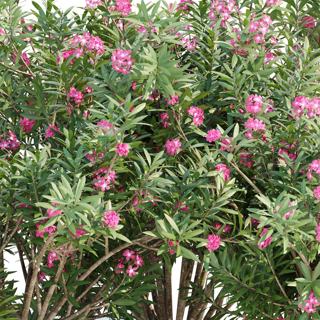 3D Nerium Oleander Collection Vol 112 3D Model - TurboSquid 1977645