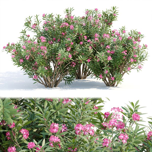 3d plant oleander