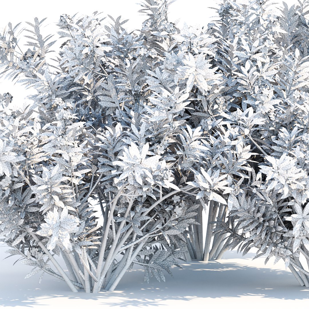3D Nerium Oleander Collection Vol 112 3D Model - TurboSquid 1977645