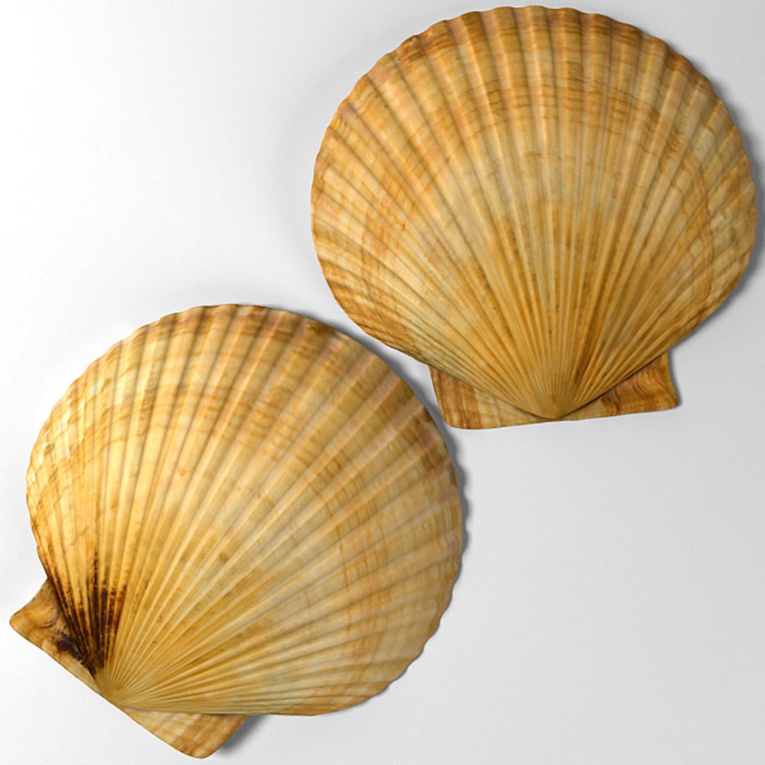 Marine Scallop Pecten Shell 3d Model