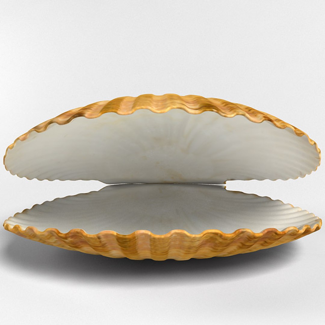 Marine Scallop Pecten Shell 3d Model