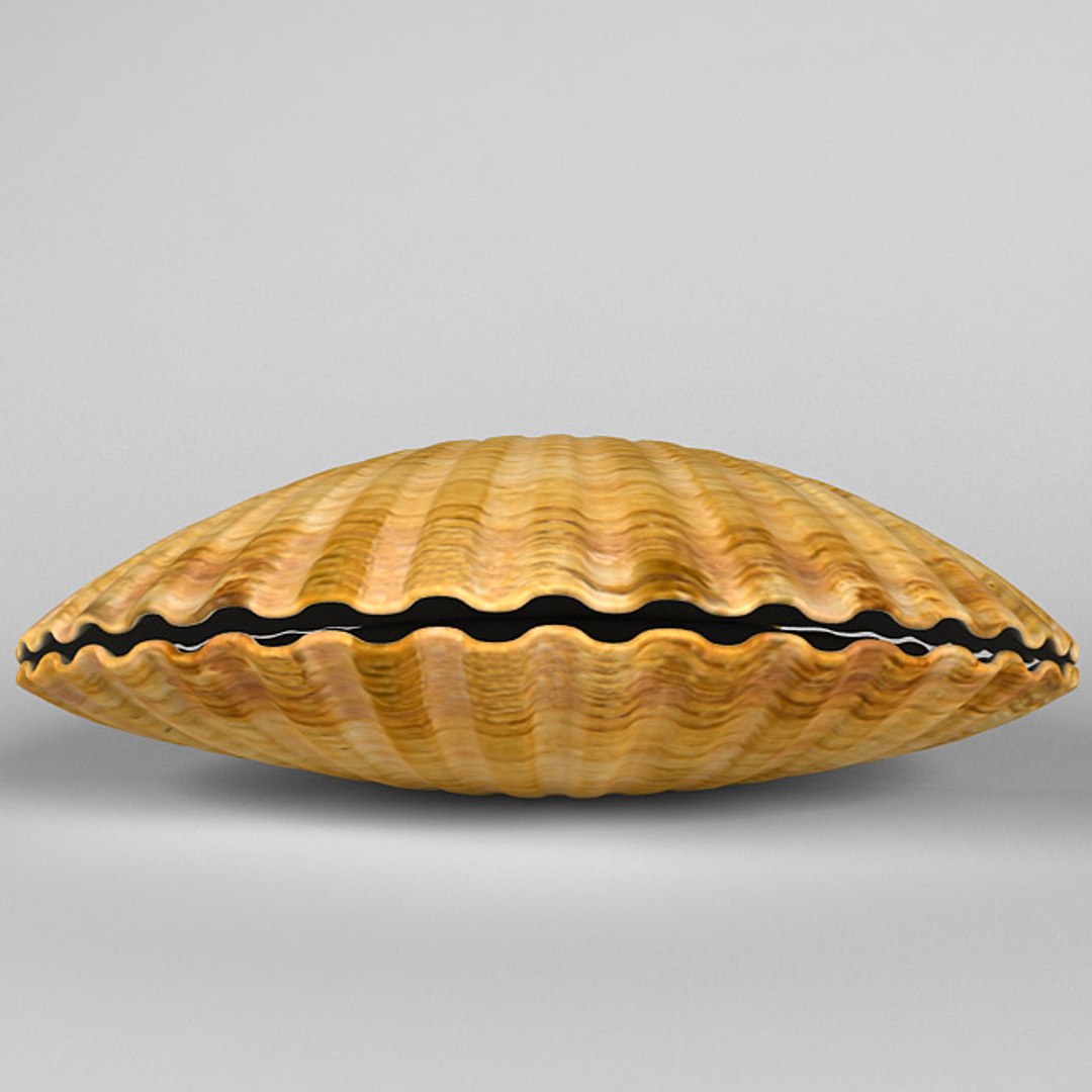Marine Scallop Pecten Shell 3d Model