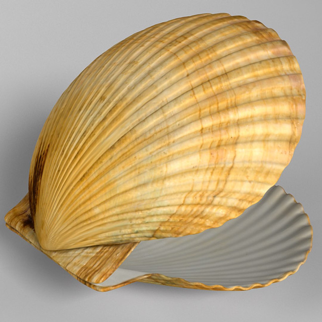 Marine Scallop Pecten Shell 3d Model