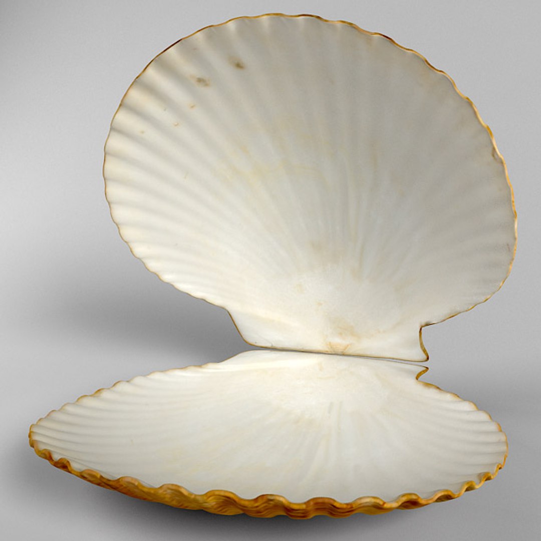 Marine Scallop Pecten Shell 3d Model