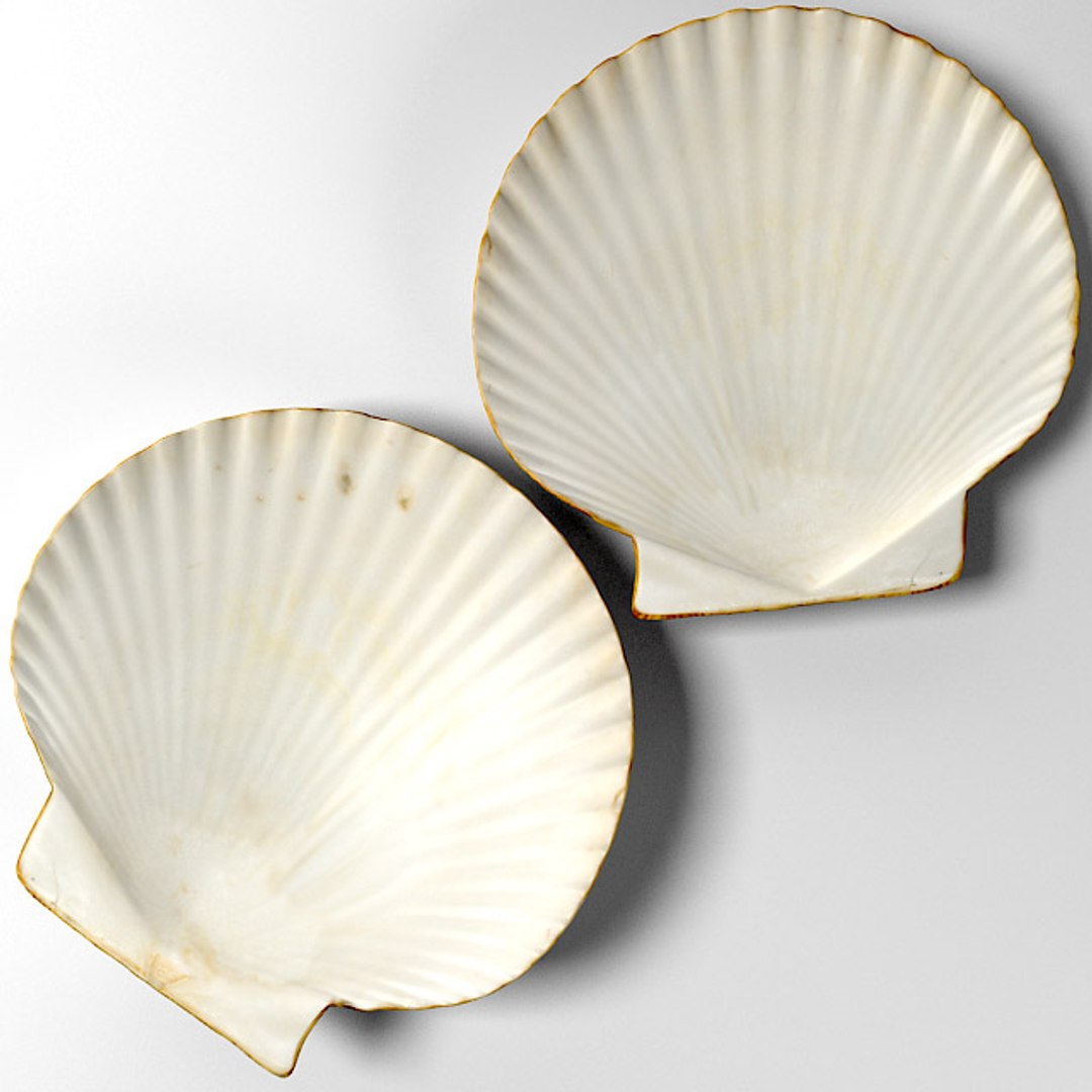 Marine Scallop Pecten Shell 3d Model