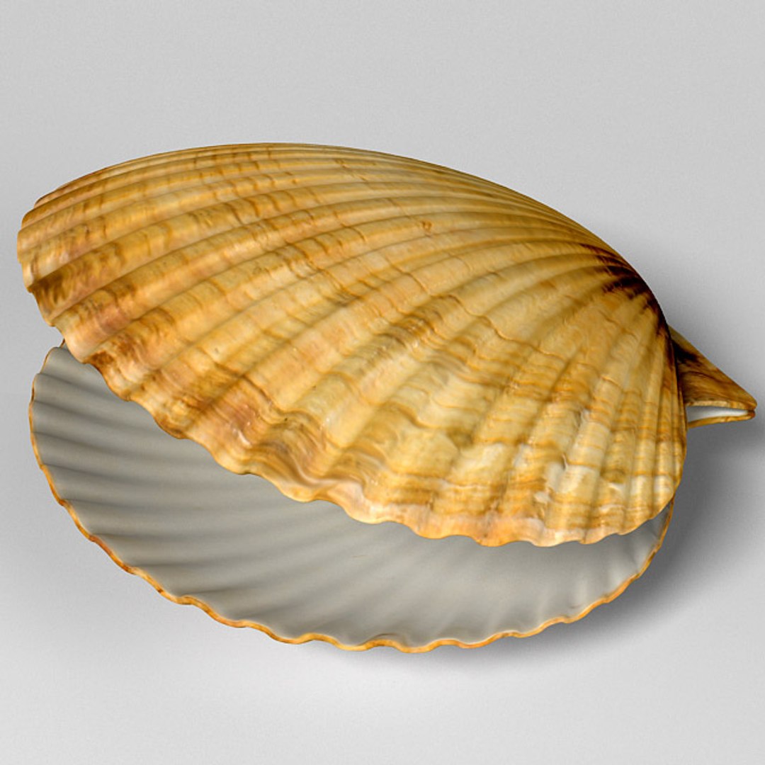 Marine Scallop Pecten Shell 3d Model