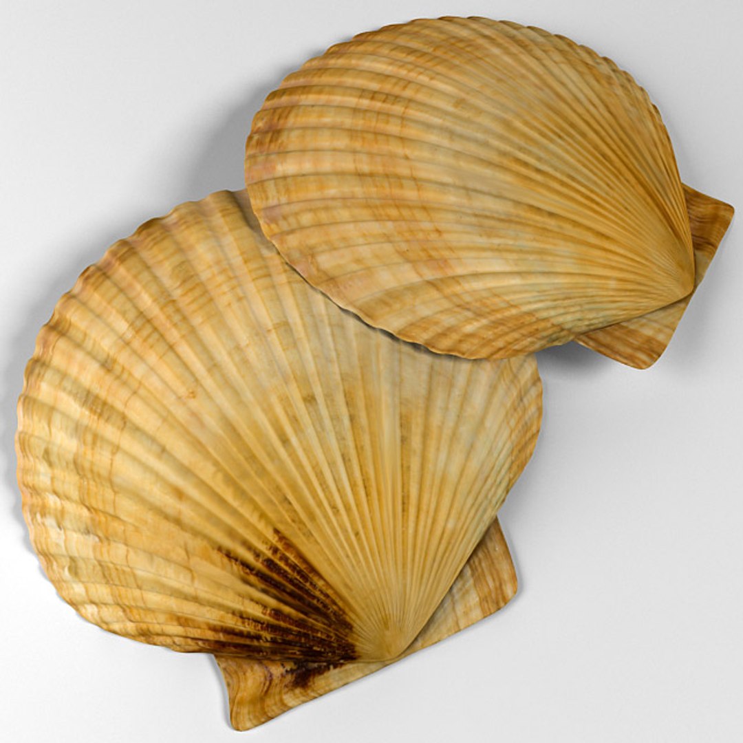 Marine Scallop Pecten Shell 3d Model