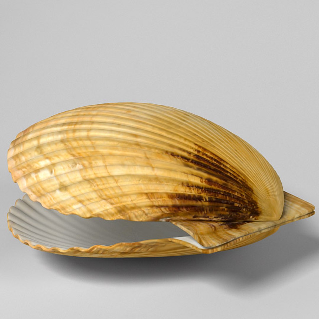 Marine Scallop Pecten Shell 3d Model