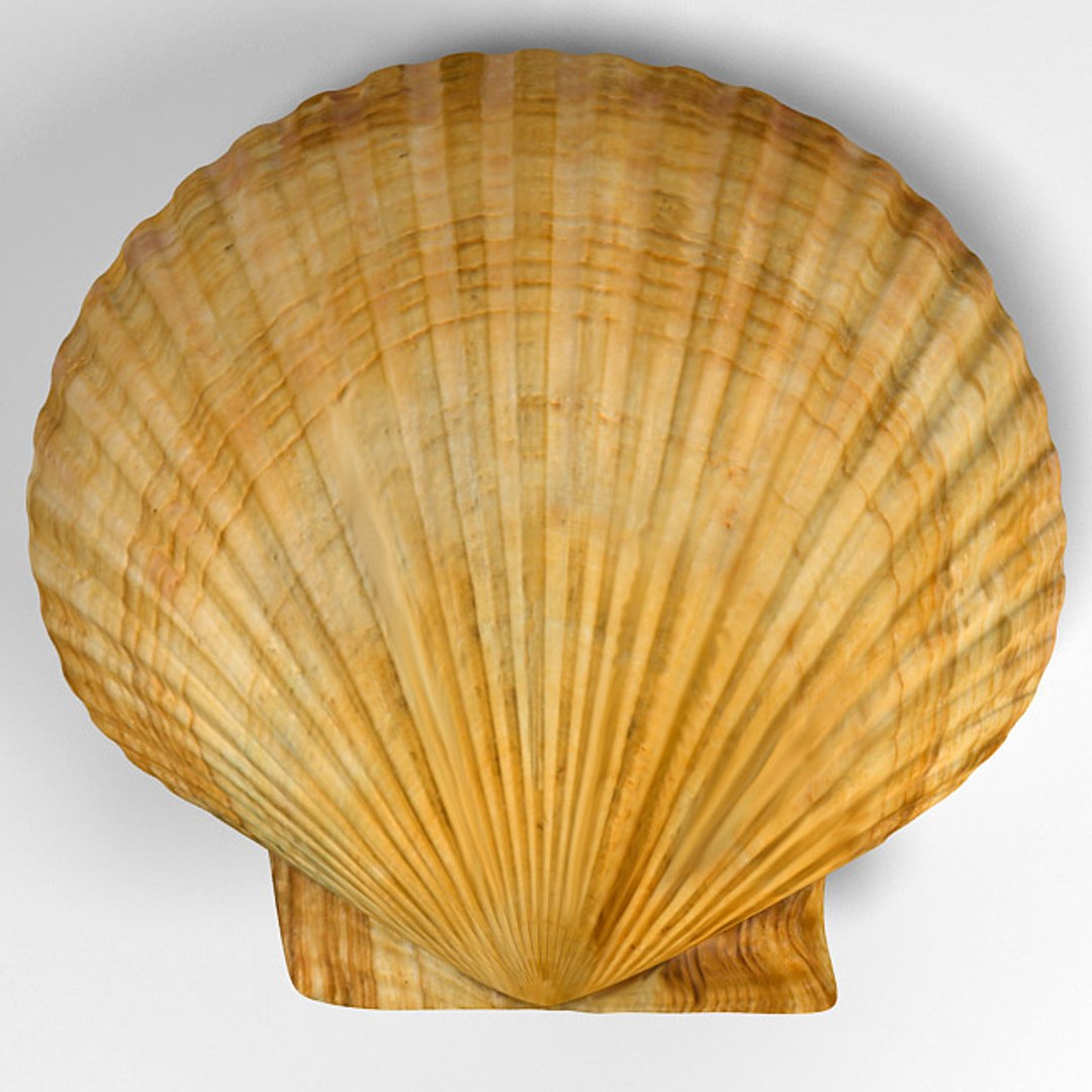 Marine Scallop Pecten Shell 3d Model