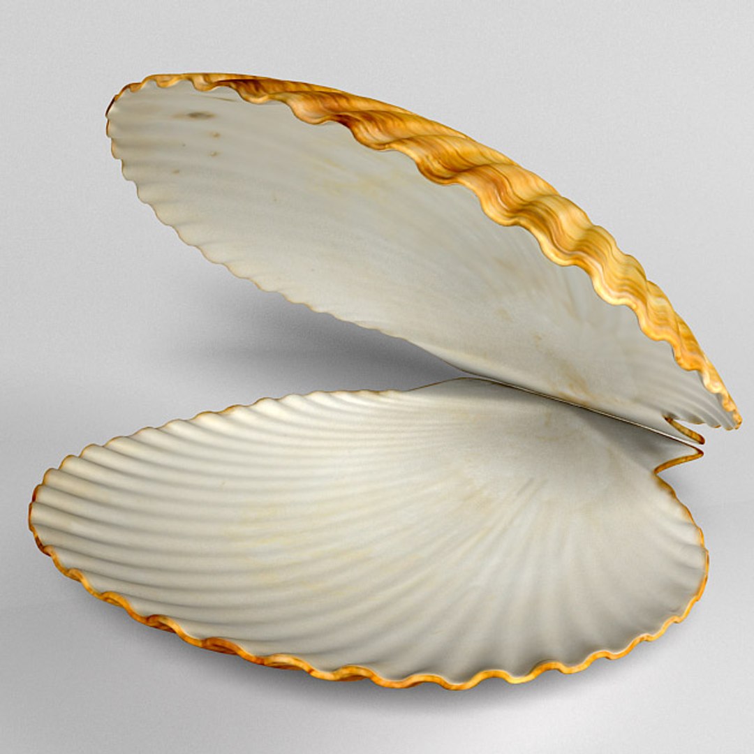 Marine Scallop Pecten Shell 3d Model