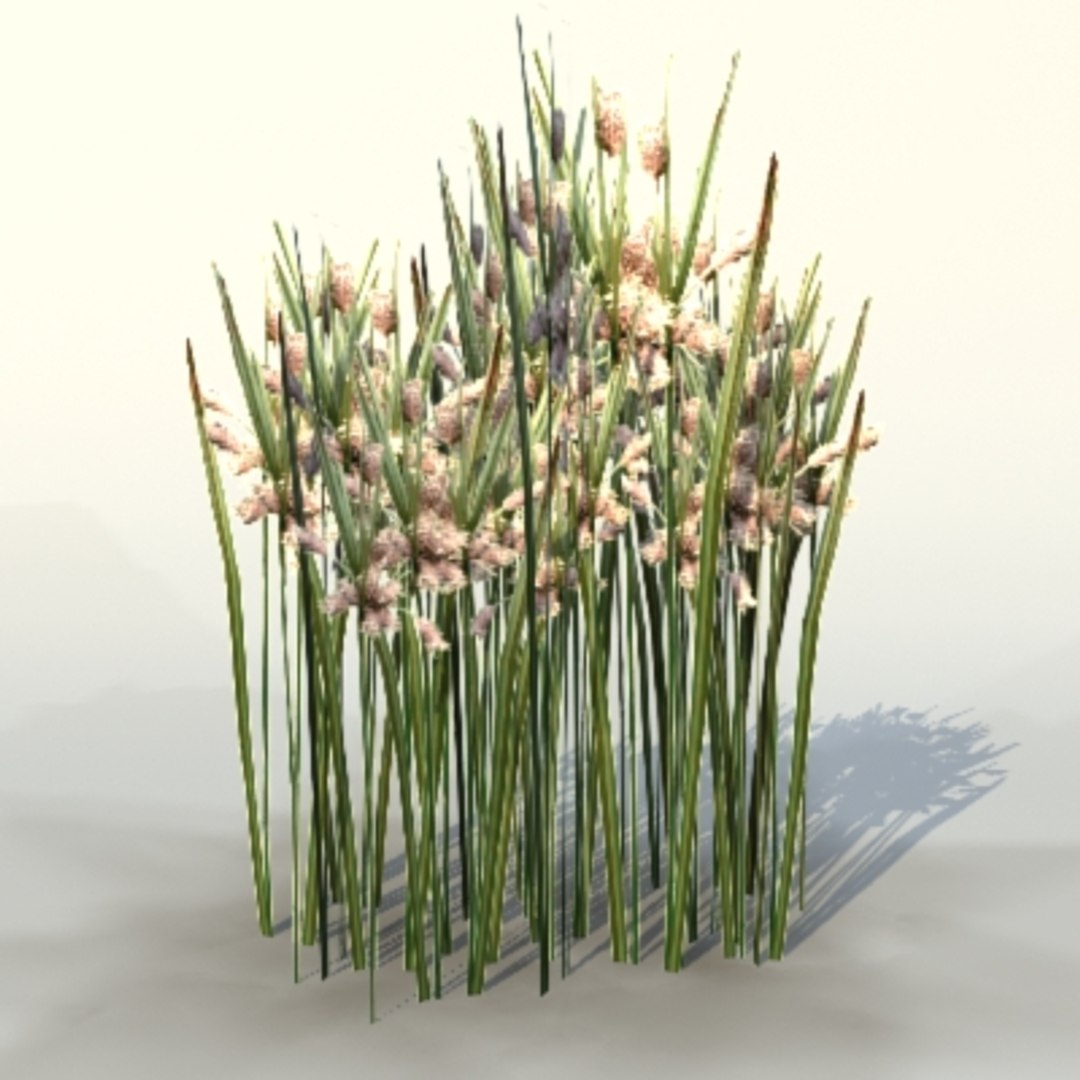 Bog Plants Max