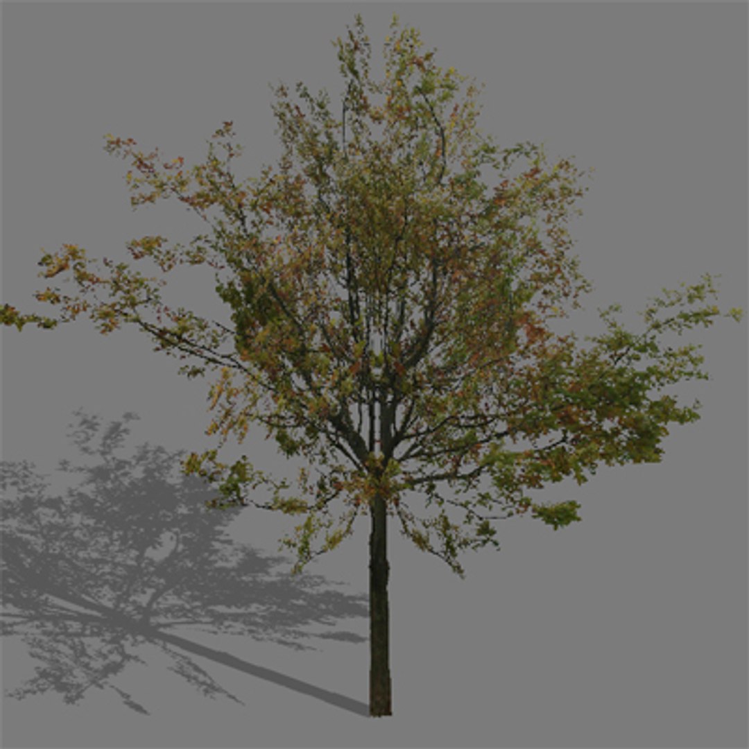 Tree Autumn 3d Model