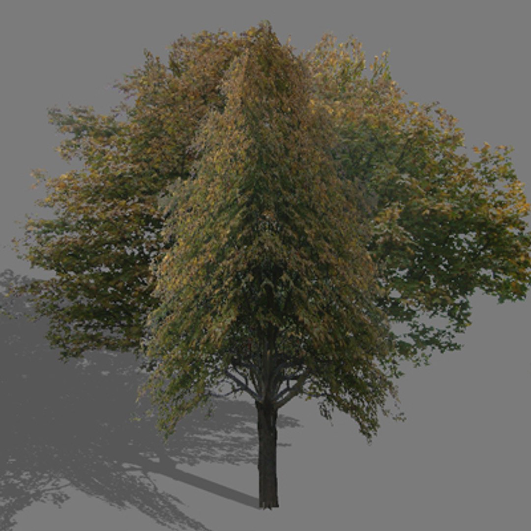 Tree Autumn 3d Model